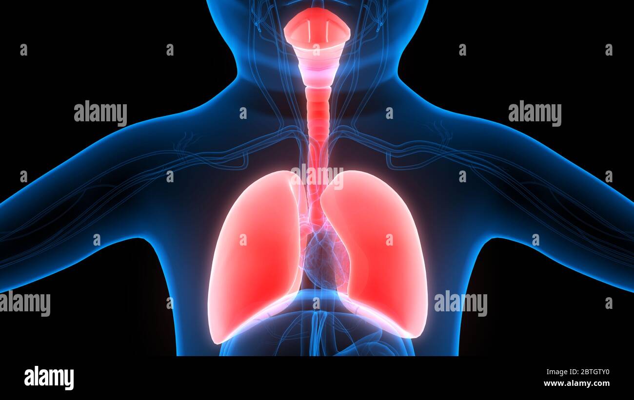 Human Respiratory System Lungs Anatomy Stock Photo - Alamy