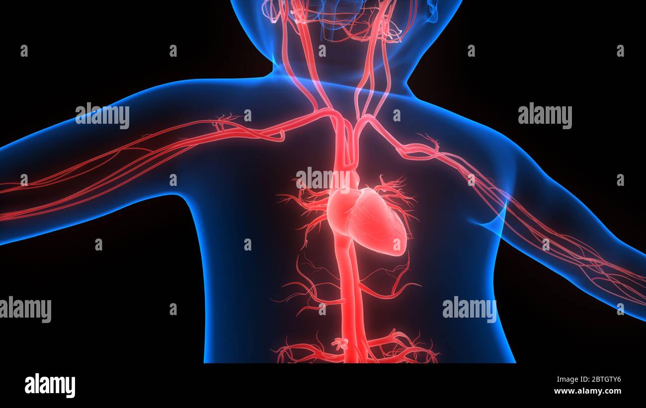 Human Circulatory System Heart Anatomy Stock Photo - Alamy