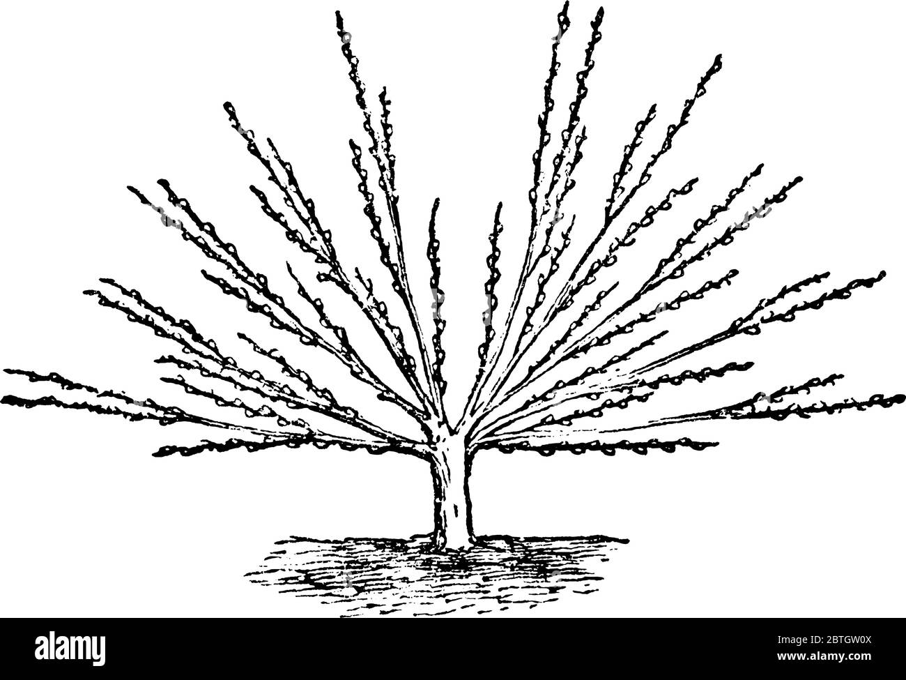 Observed drawing Cut Out Stock Images & Pictures - Alamy