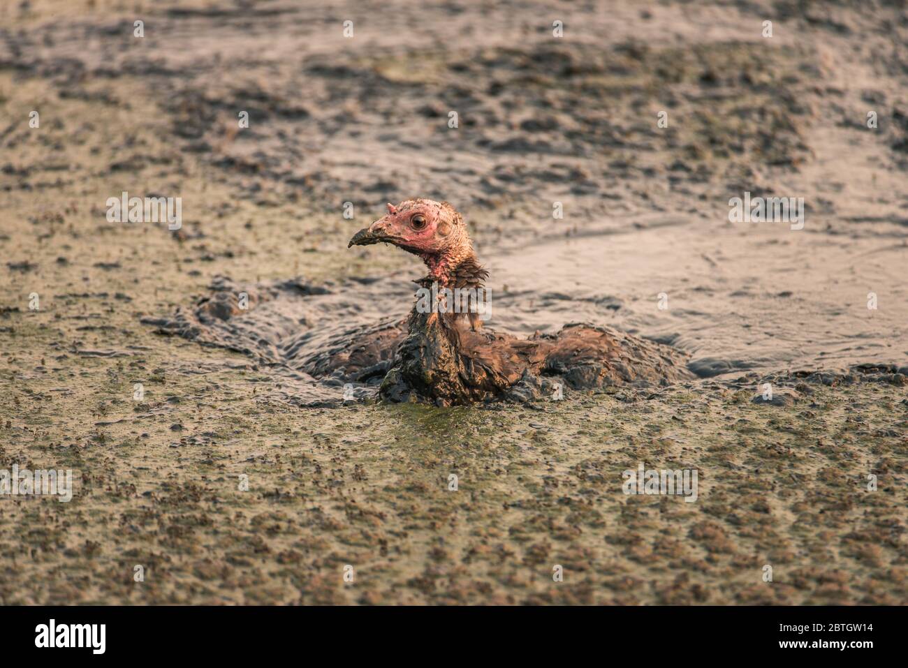 Turkey stuck in a sludge of human feces at a water treatment facility ...