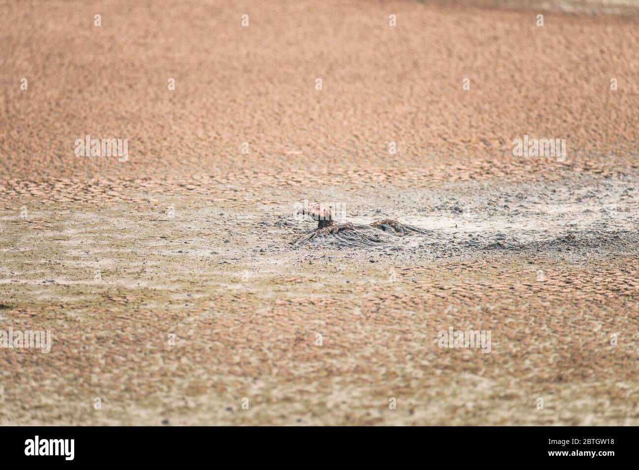 Human feces hi-res stock photography and images - Alamy
