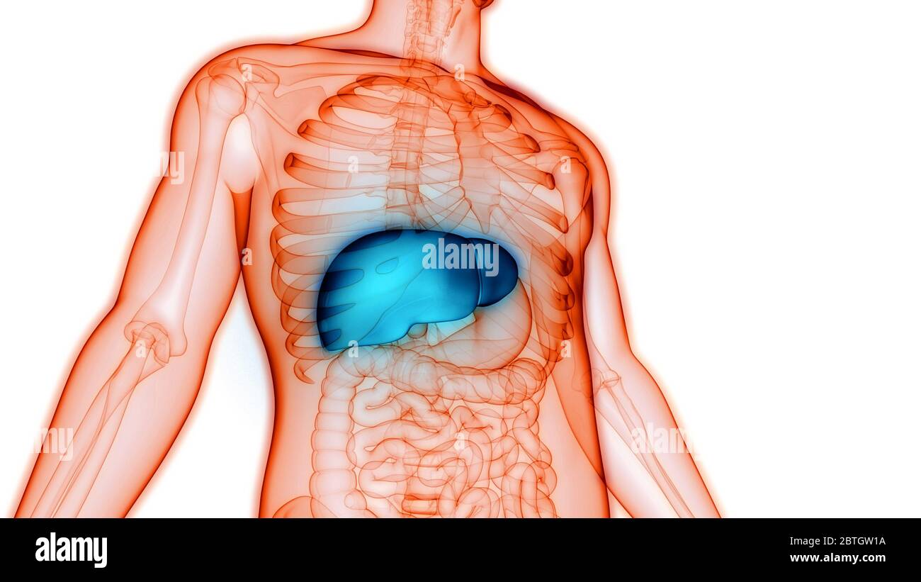 Human Internal Digestive Organ Liver Anatomy Stock Photo - Alamy