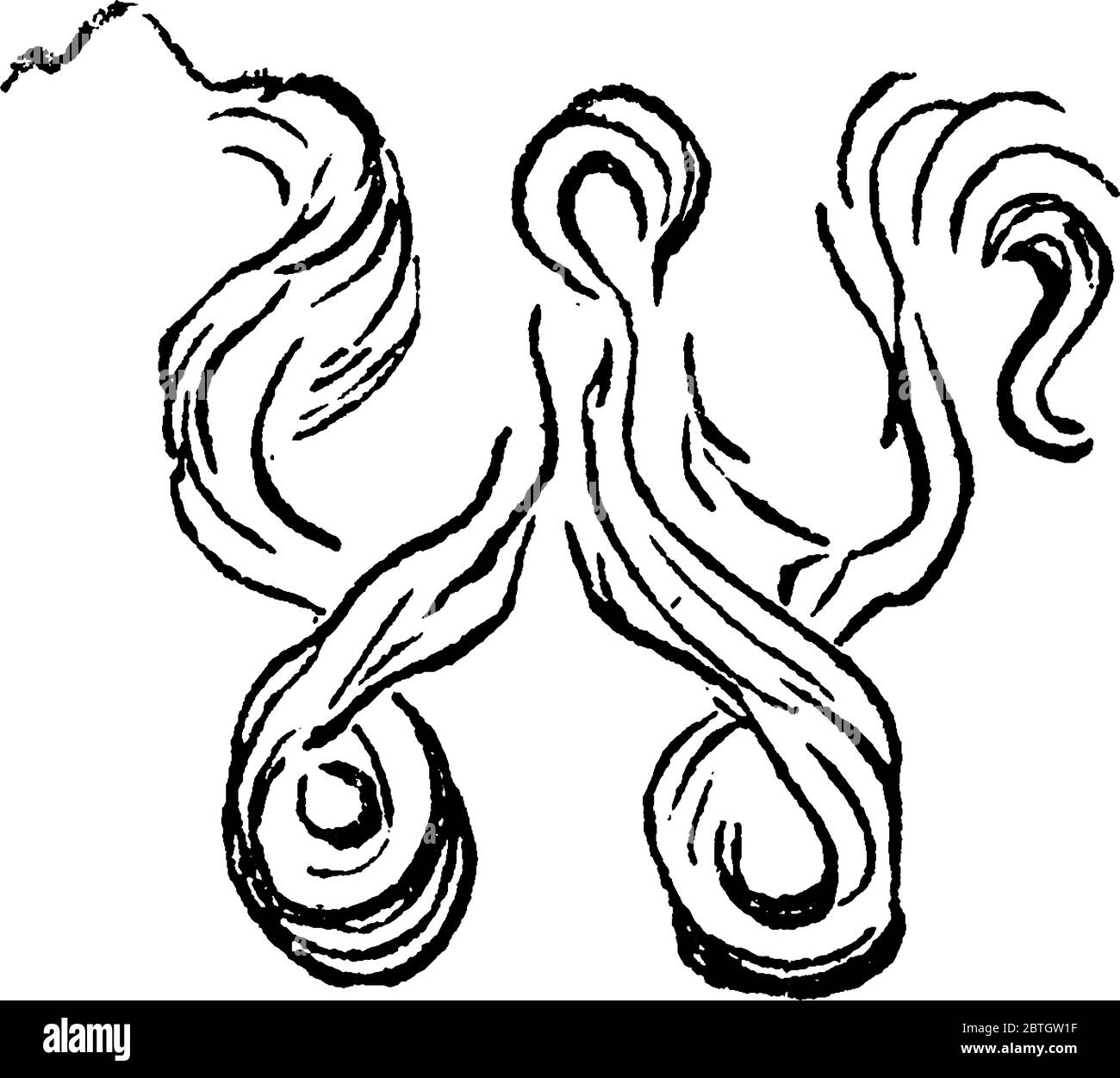 figure showing decorated English alphabet W., vintage line drawing or ...