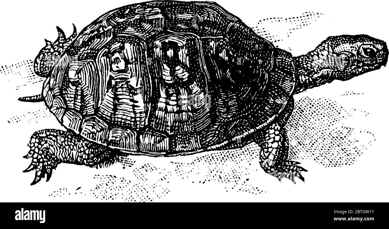 Koopa shell hi-res stock photography and images - Alamy