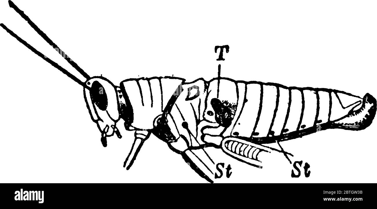 S Of A Grasshopper Diagram