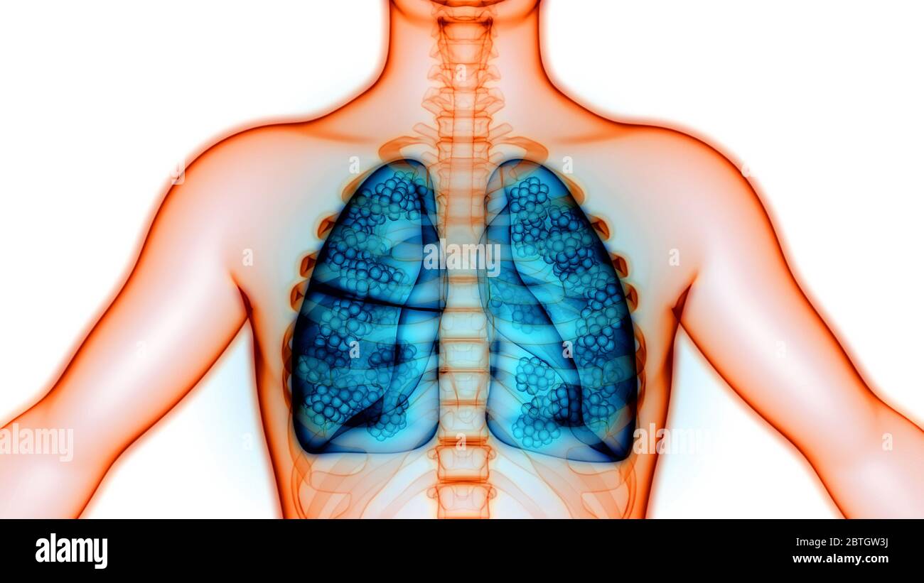 Human Respiratory System Lungs with Alveoli Anatomy Stock Photo - Alamy