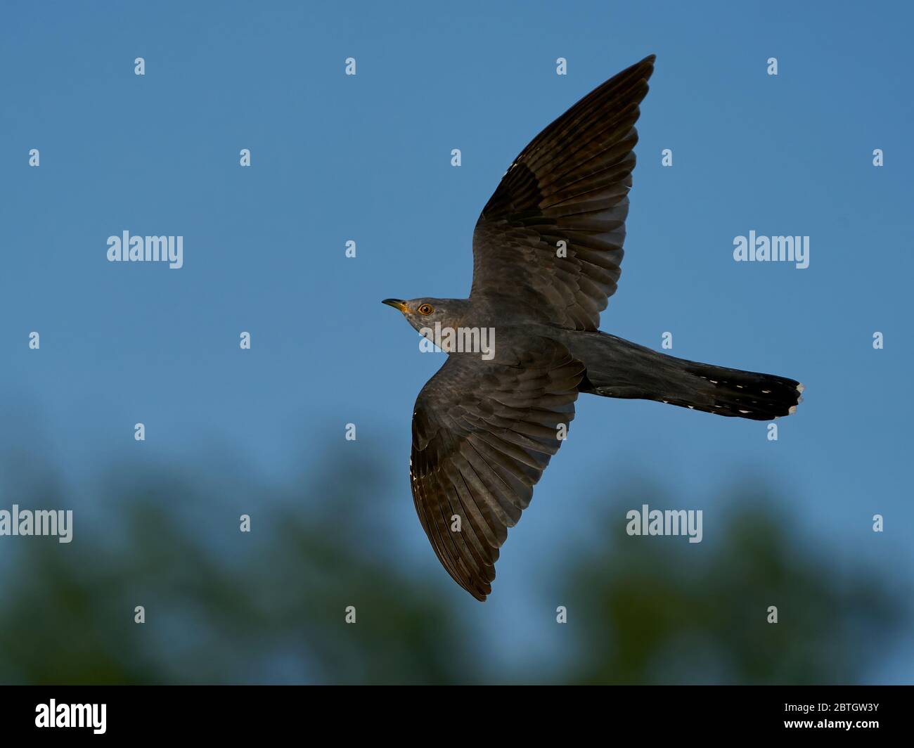 Common cuckoo in flight in its natural enviroment Stock Photo - Alamy