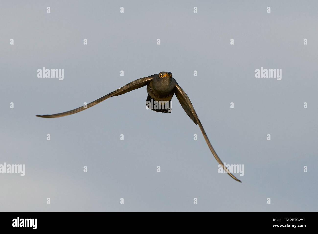 Common cuckoo in flight in its natural enviroment Stock Photo - Alamy