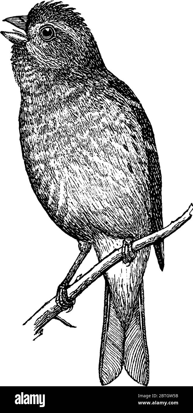 The Purple Finch bird, a small finch of the Rose finch genus, vintage ...