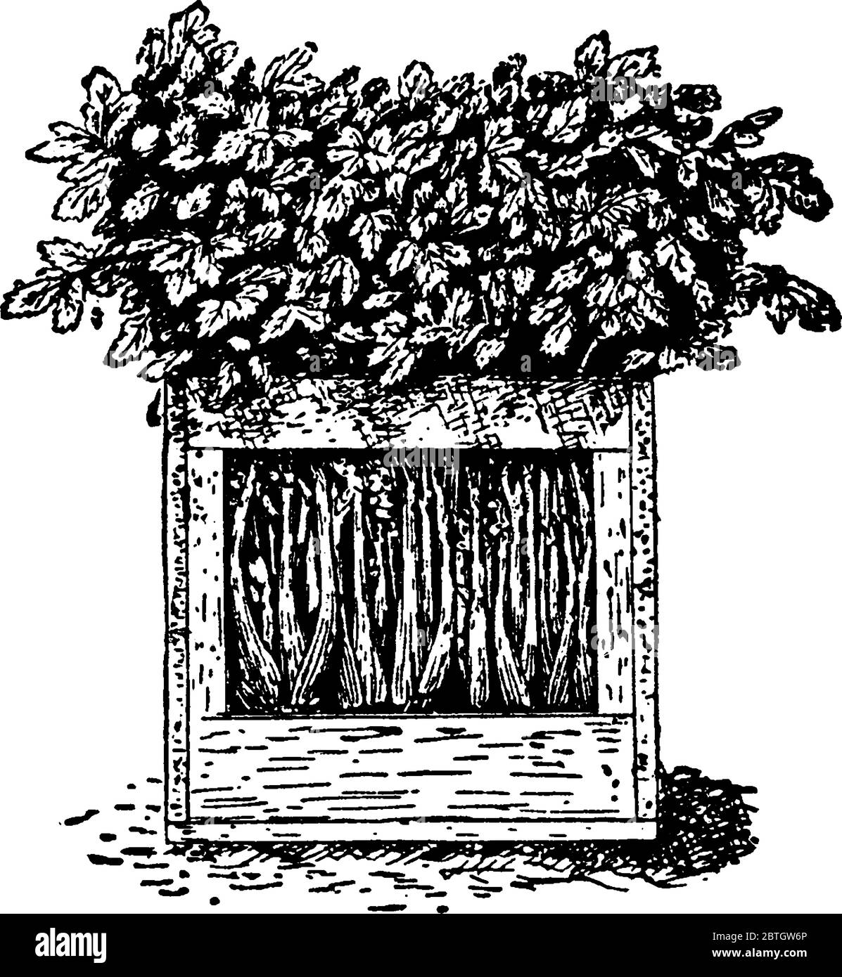 Celery crate showing plantation in crate, vintage line drawing or ...