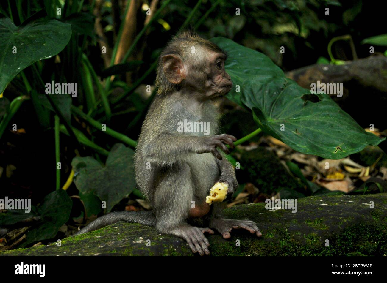 Long tail indonesian monkeys or balinese macaque in Mandala Suci Wenara ...