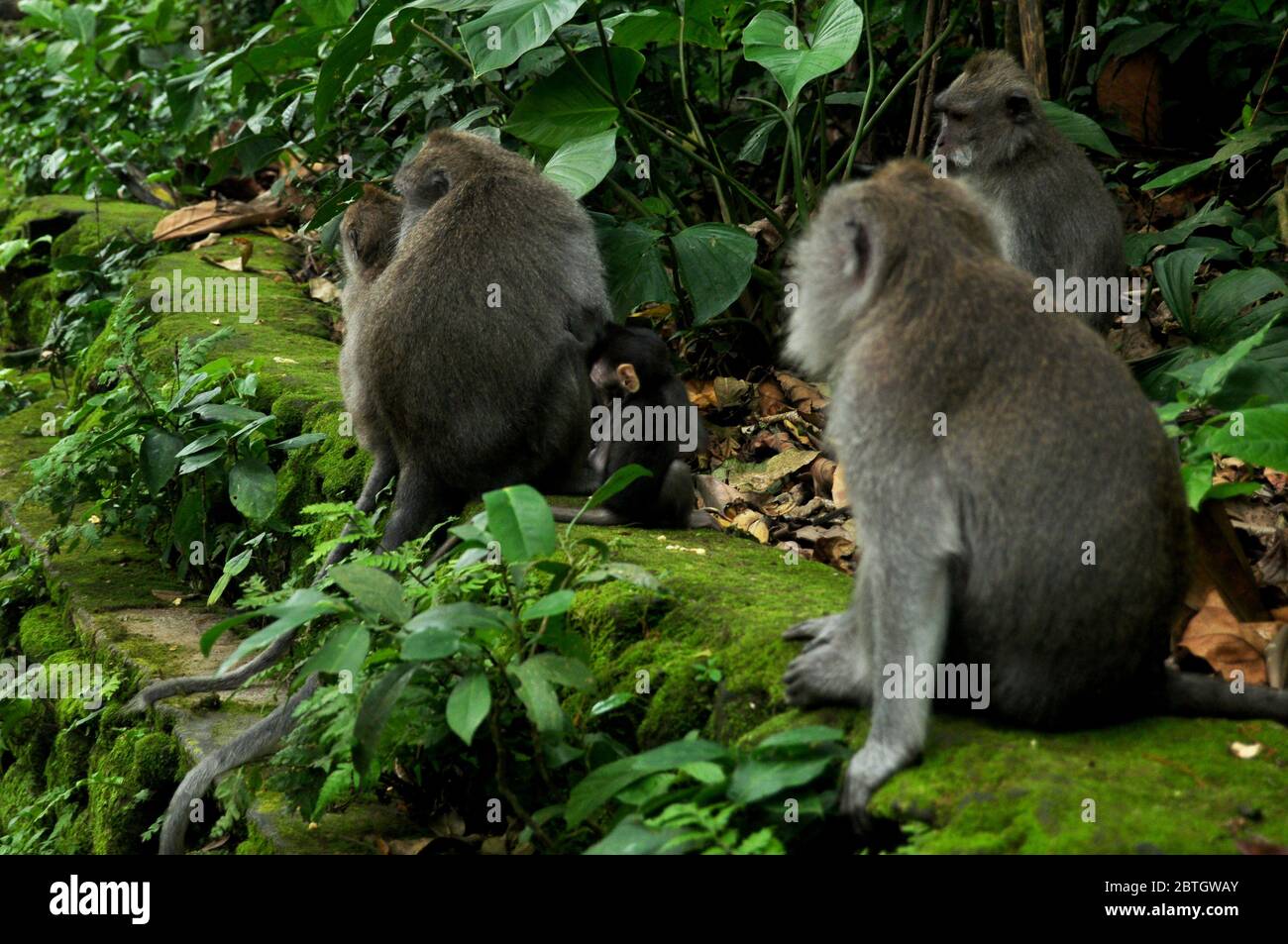 Long tail indonesian monkeys or balinese macaque in Mandala Suci Wenara ...