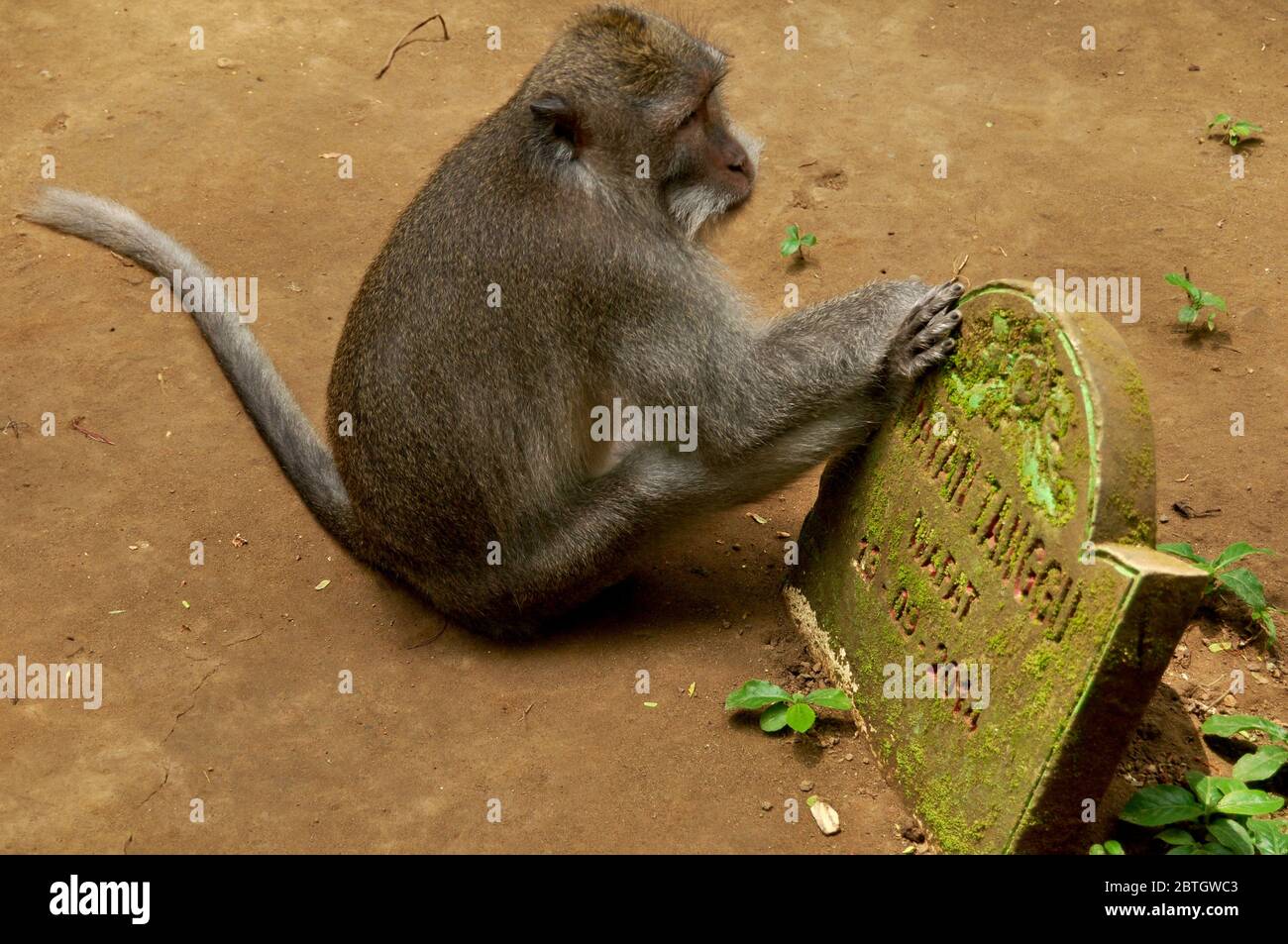 Long tail indonesian monkeys or balinese macaque in Mandala Suci Wenara ...