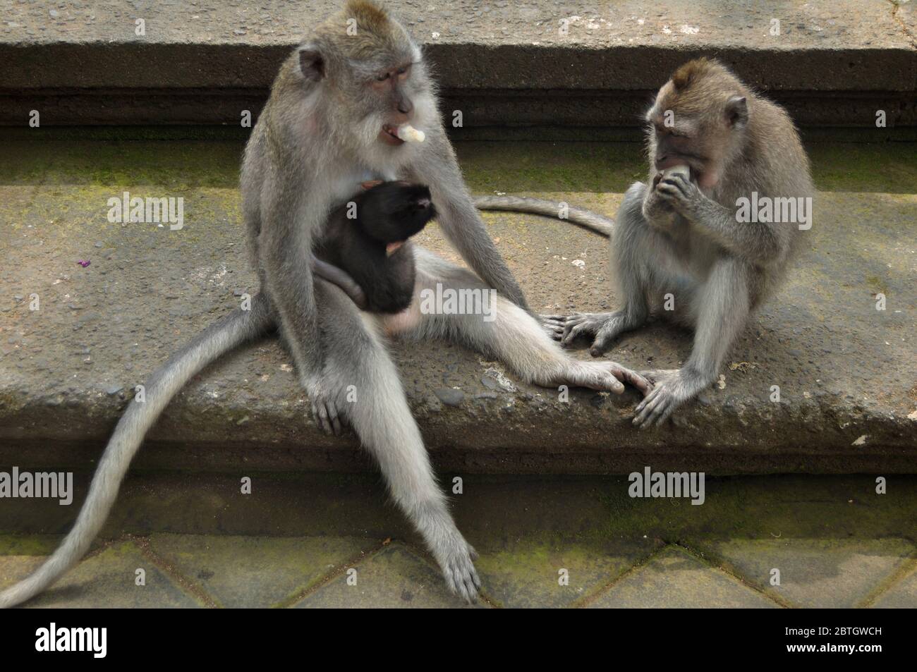 Long tail indonesian monkeys or balinese macaque in Mandala Suci Wenara ...