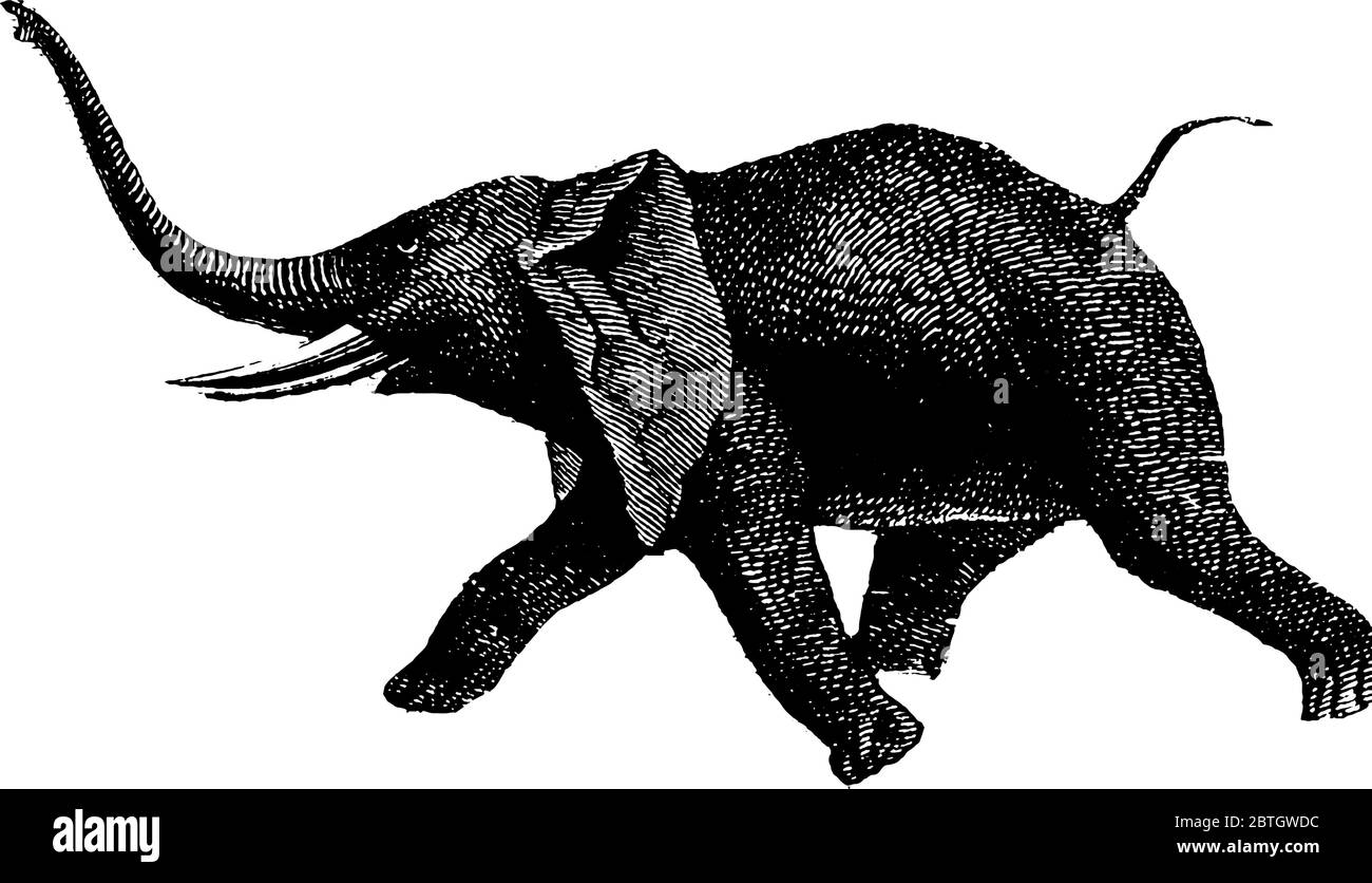 Elephant Teeth Clipart