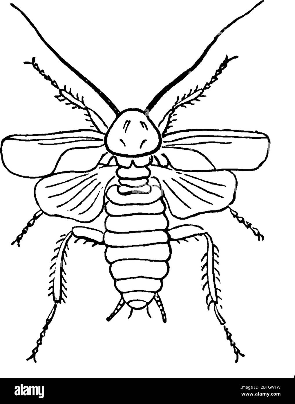 Cockroaches are insects of the order Blattodea, which also includes ...