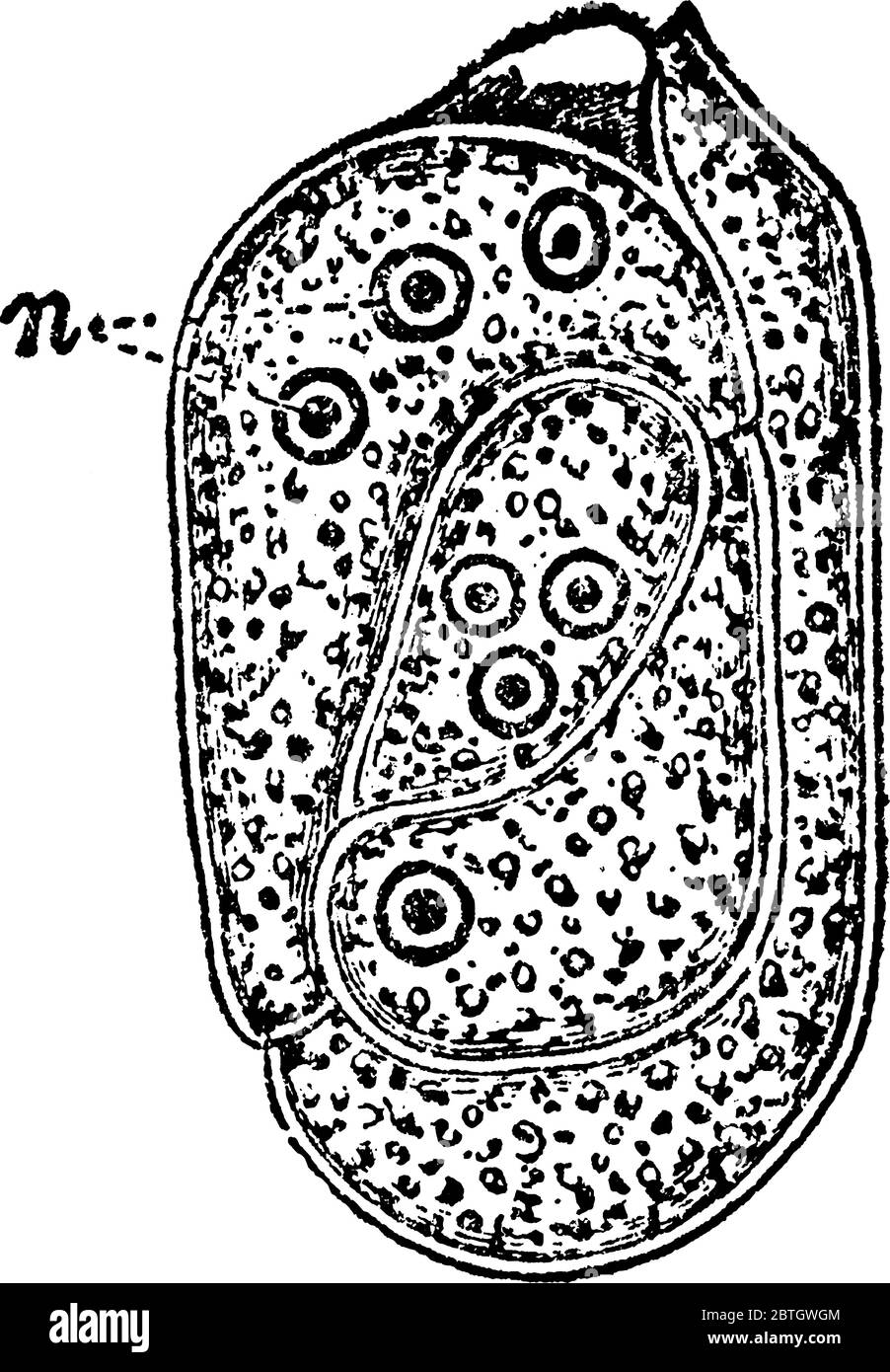 Foraminifera illustration Stock Vector Images - Alamy