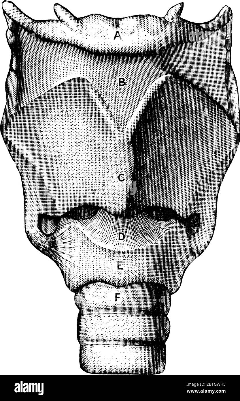 The front view of cartilages and ligaments of the Larynx, representing ...