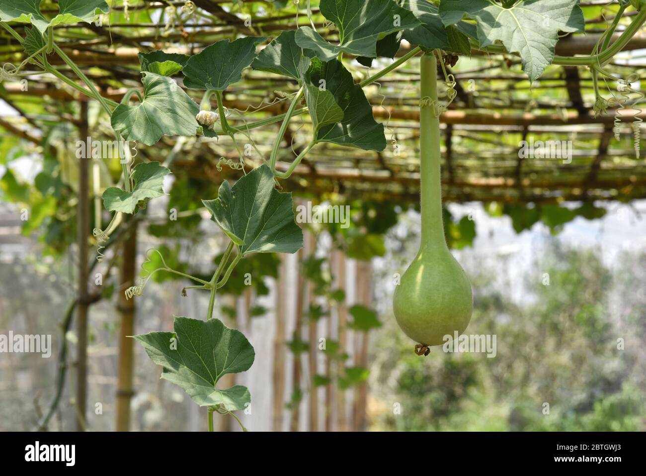 Calabash gourd tree hi-res stock photography and images - Alamy