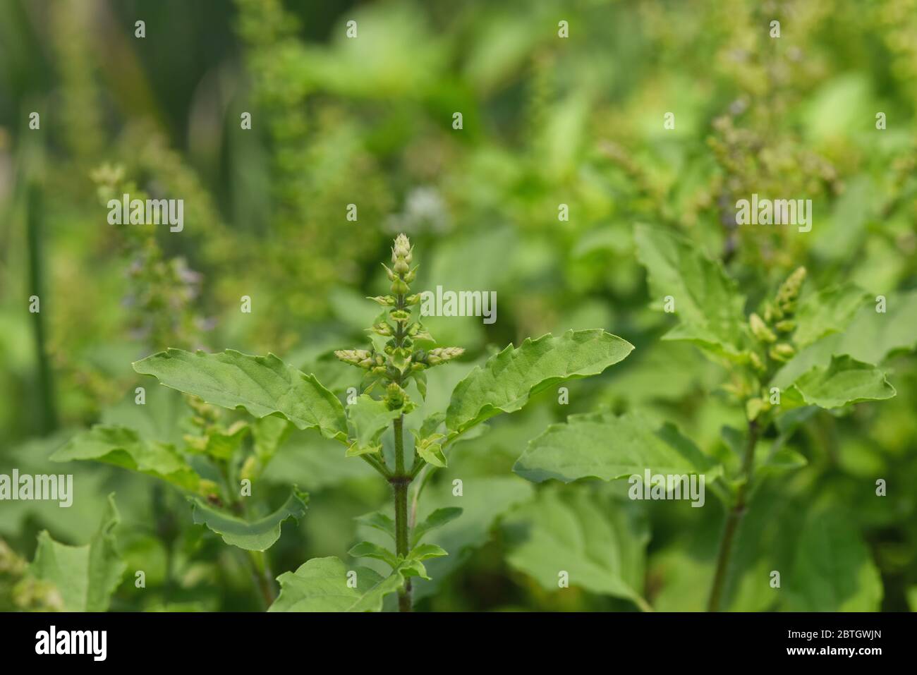 fresh Holy basil organic growing in the vegetable garden plant green ...