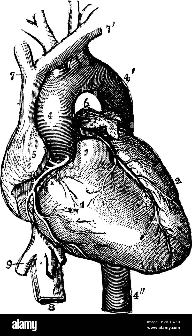 A typical representation of the front view of the heart and great ...