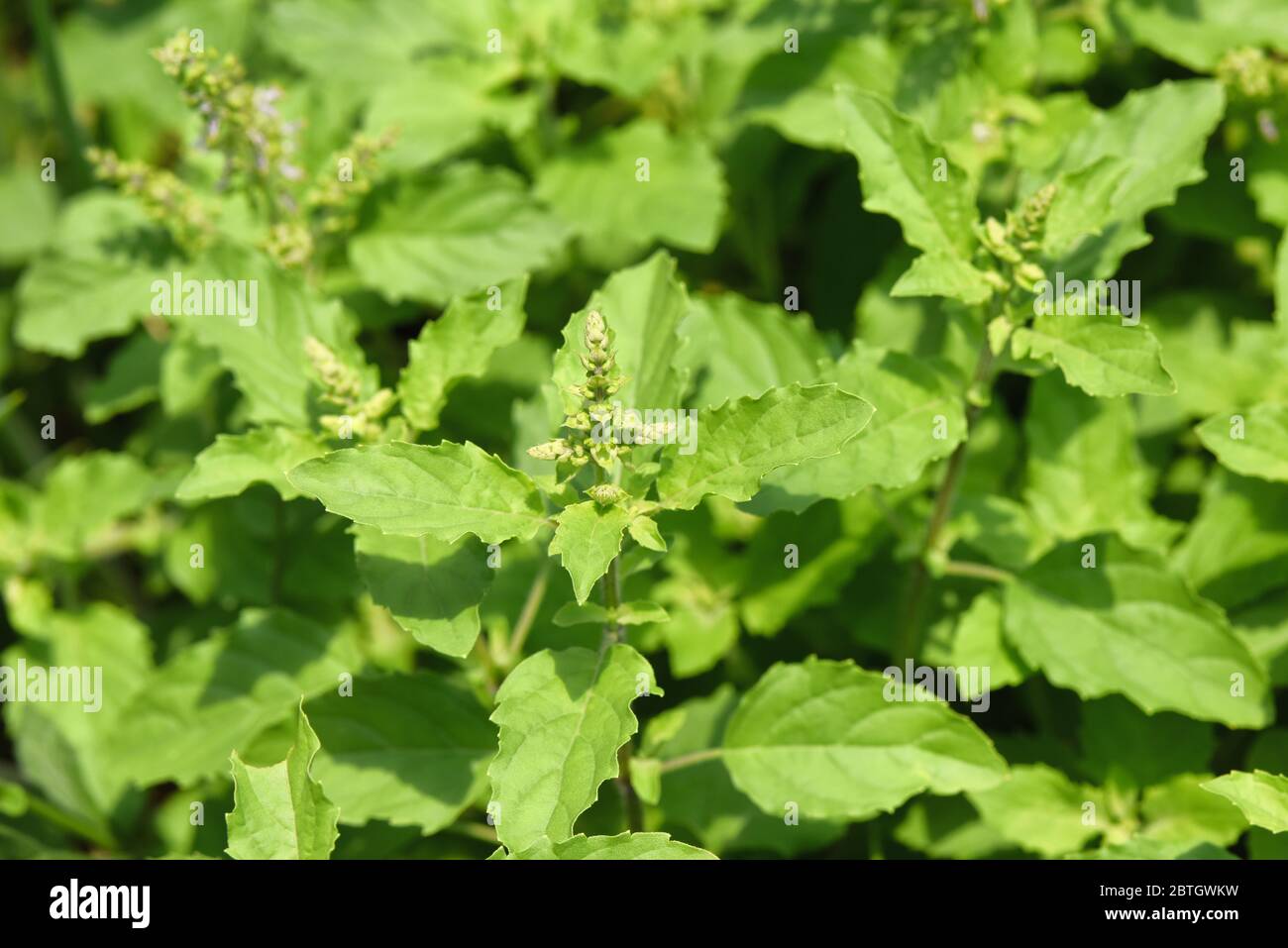 fresh Holy basil organic growing in the vegetable garden plant green ...
