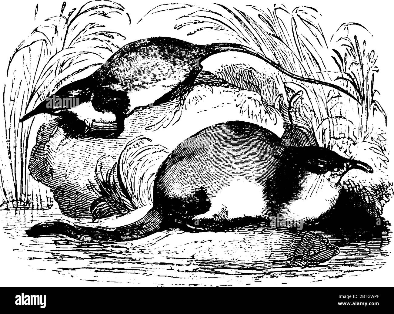 A mole whose nose is oddly shaped in a star-like fashion, a only one ...