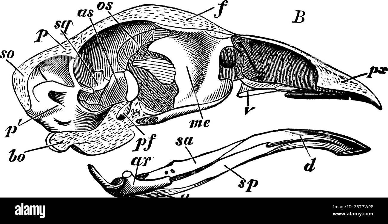 Figure showing a skull of domestic hen, vintage line drawing or ...