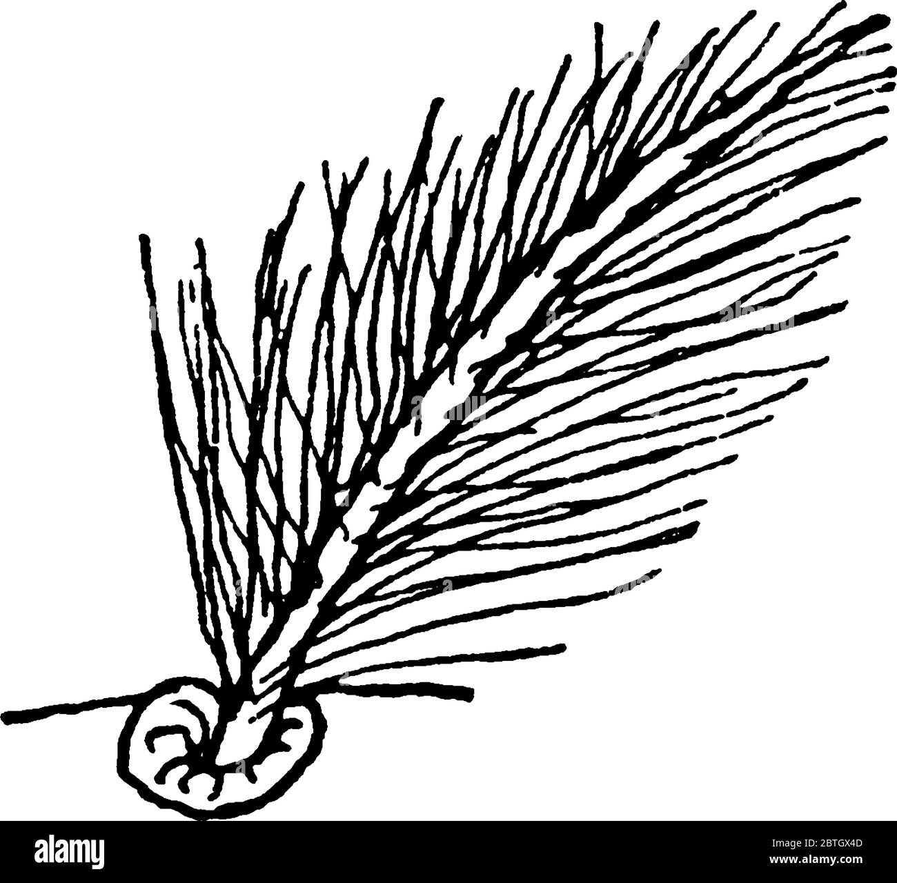 Antenna in flies representing arista plumose to tip, vintage line ...