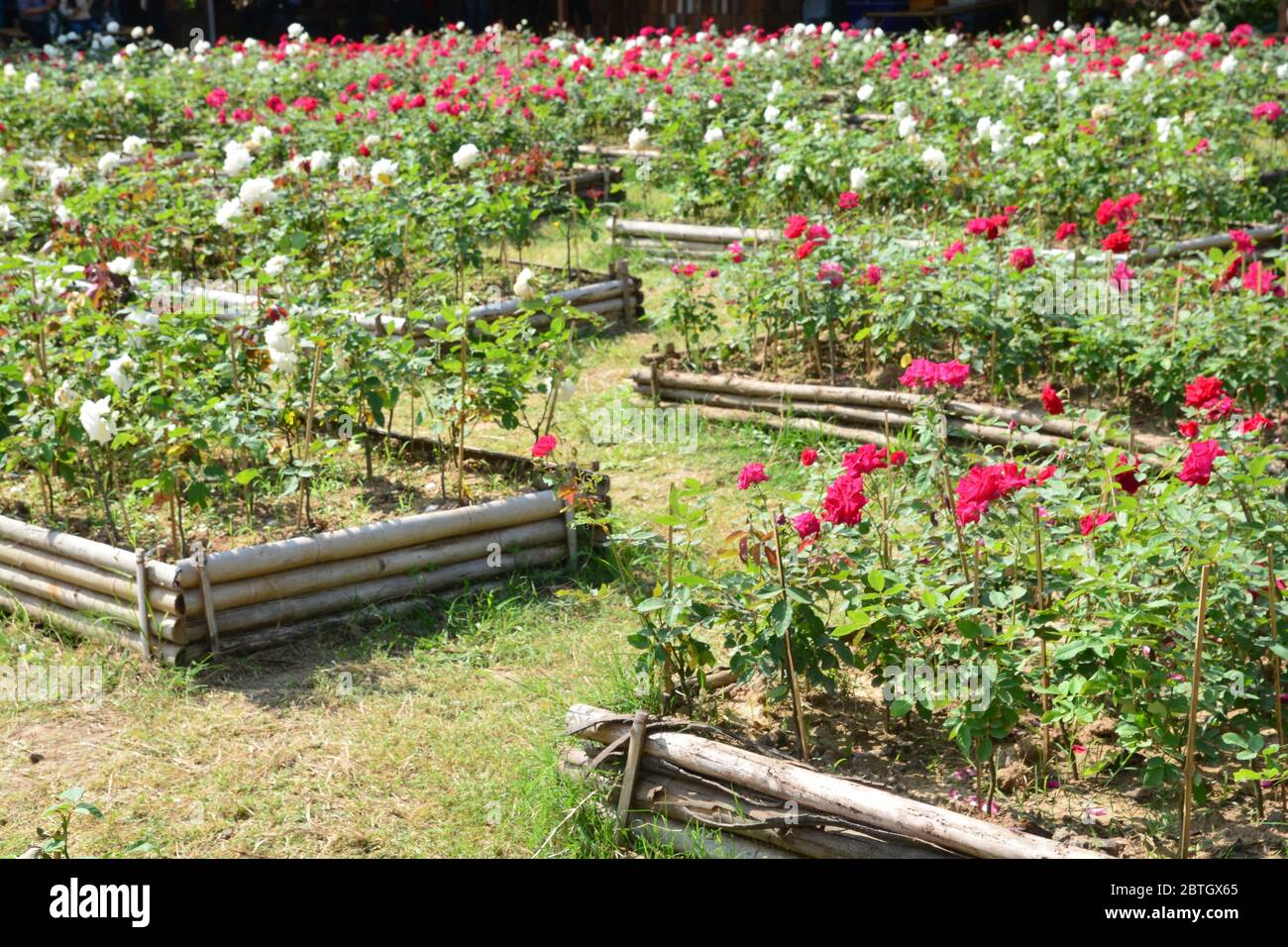 White rose and Red rose in Rose garden Stock Photo - Alamy