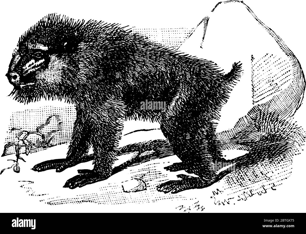 Long tails Black and White Stock Photos & Images - Alamy