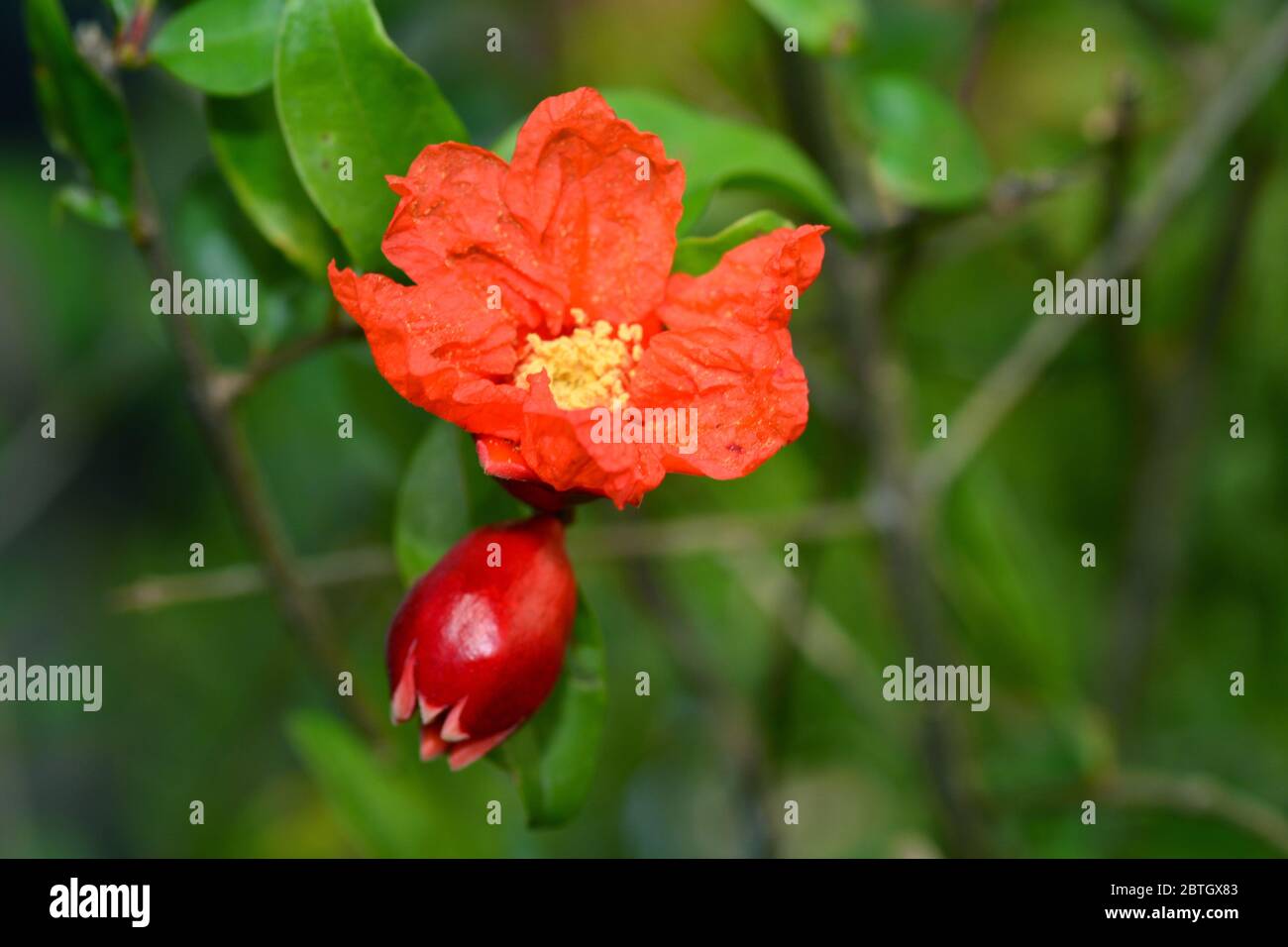 Punica granatum ornamental hi-res stock photography and images - Alamy
