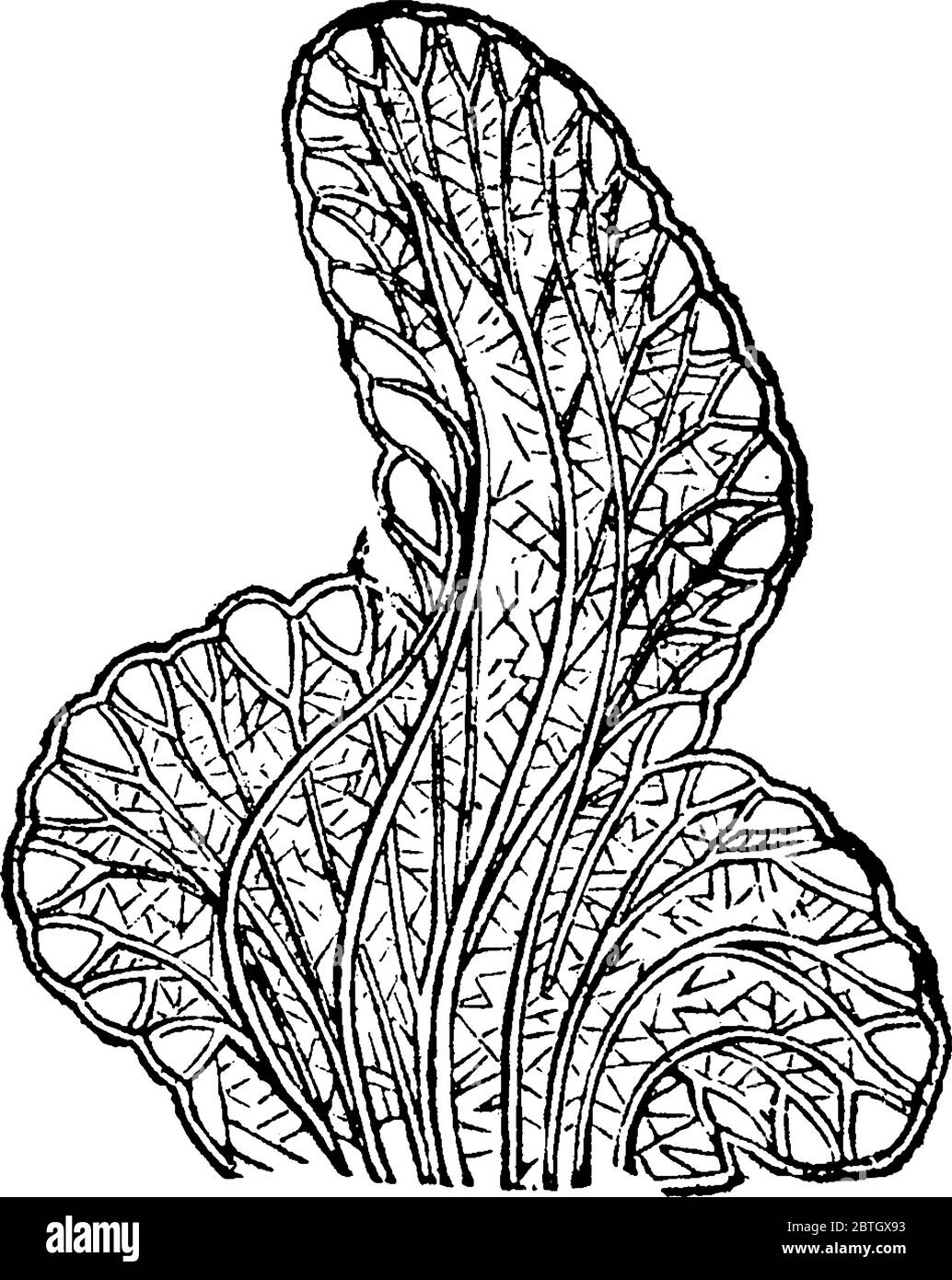 A genus of Zoophytes, Alcyonide family, belonging to the class anthozoa ...