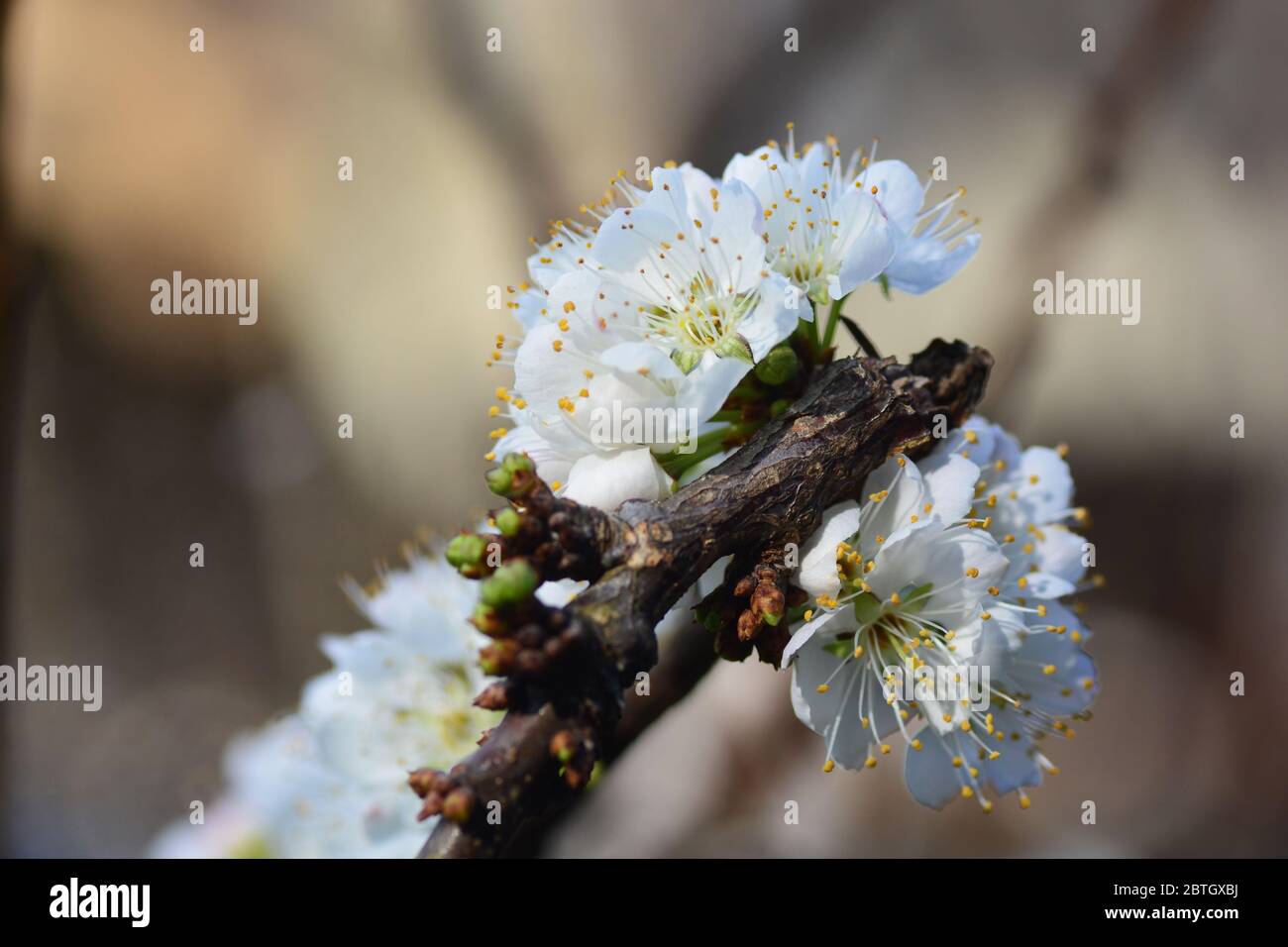 Blooming White Chinese plum flower or Japanese apricot, Korean green ...