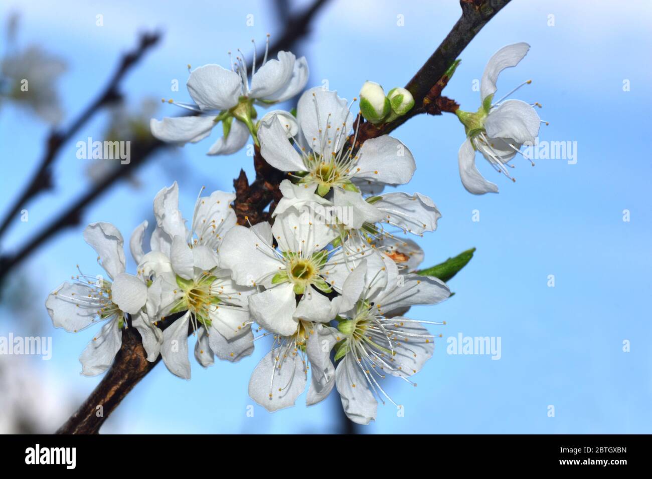 Chinese plum flower hi-res stock photography and images - Alamy