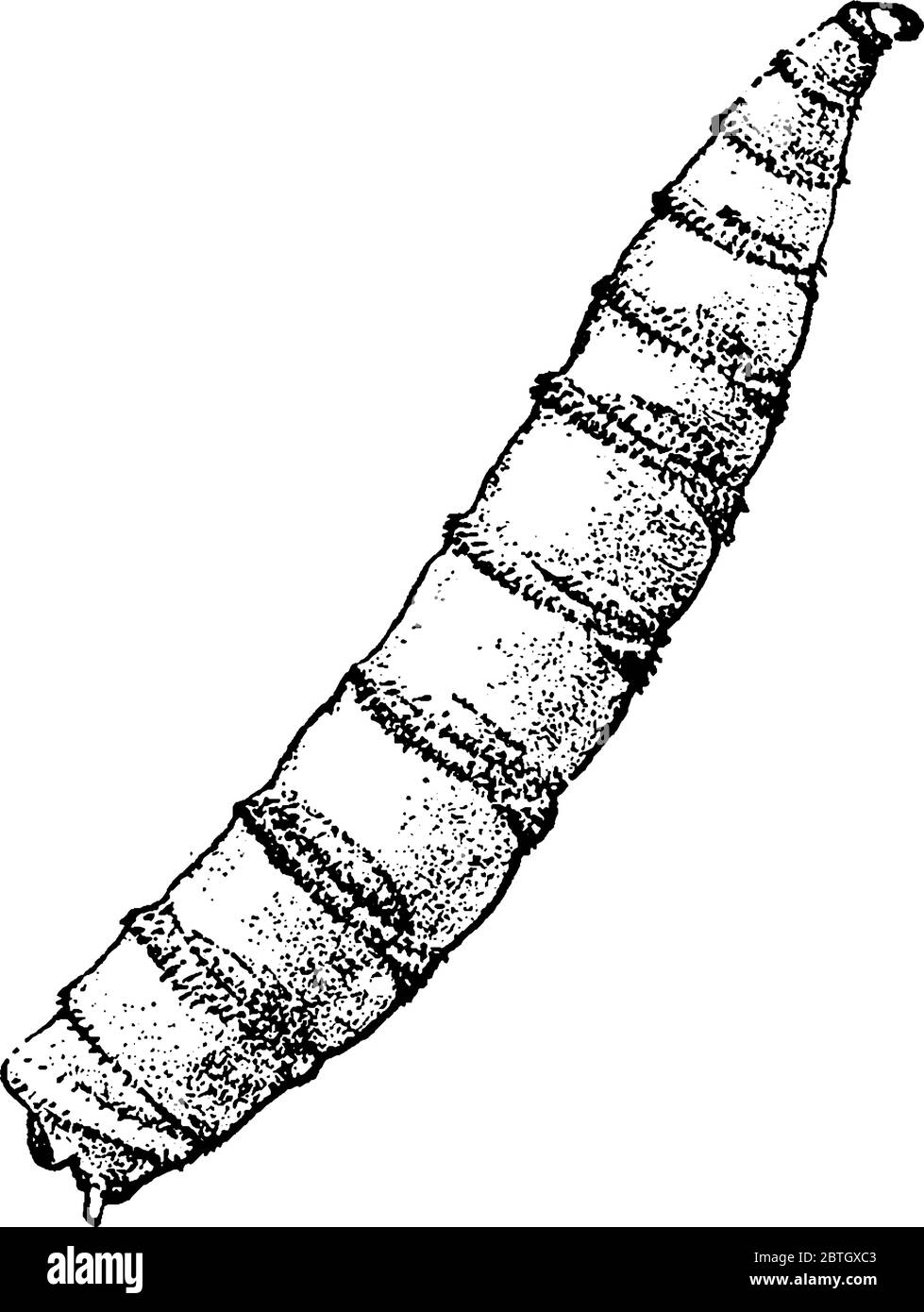 Larva of Lucilia macellaria species of parasitic fly, vintage line ...