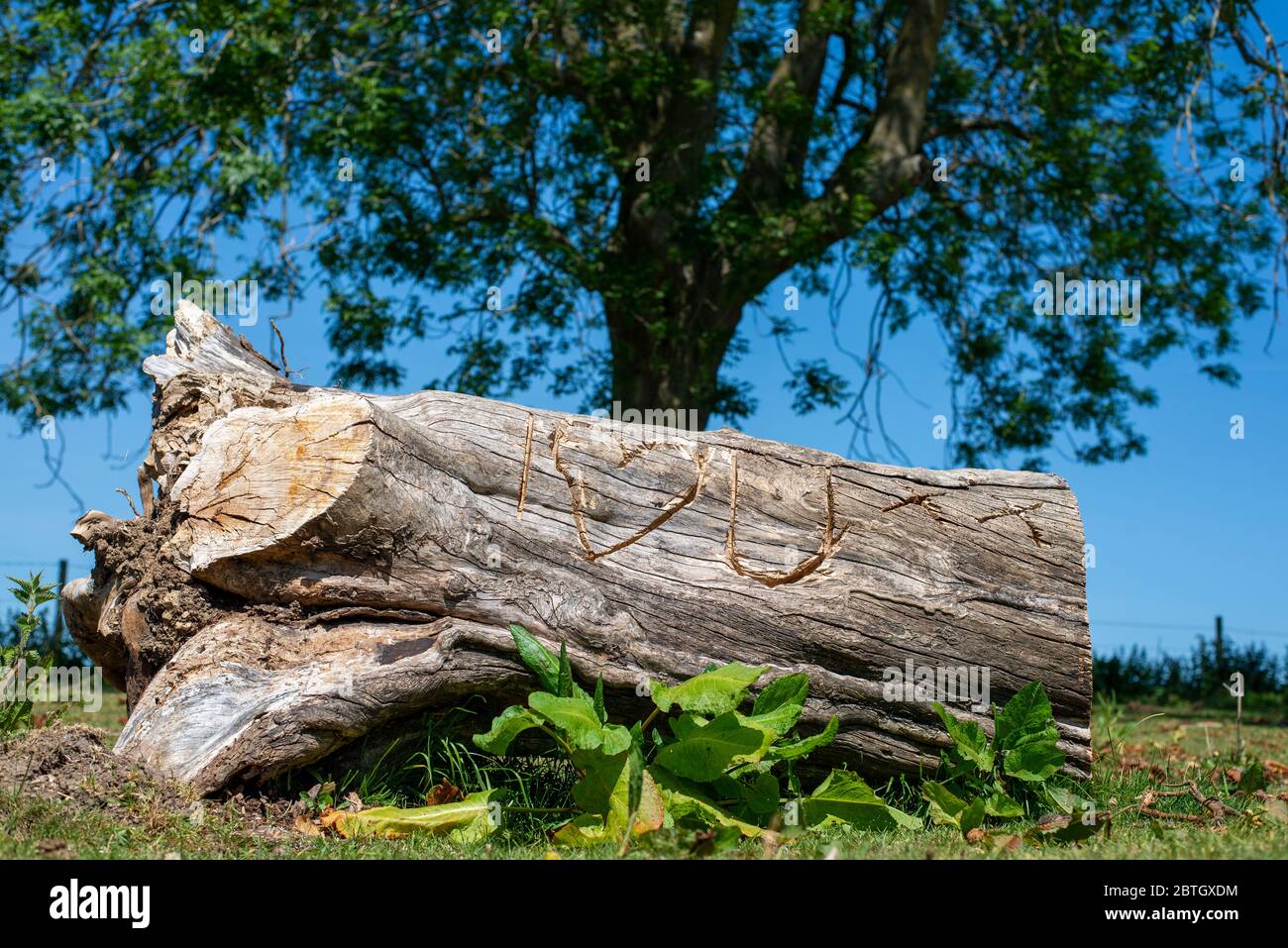 Old Rustic Tree Trunk Carved with the letters and a shape to spell out ...