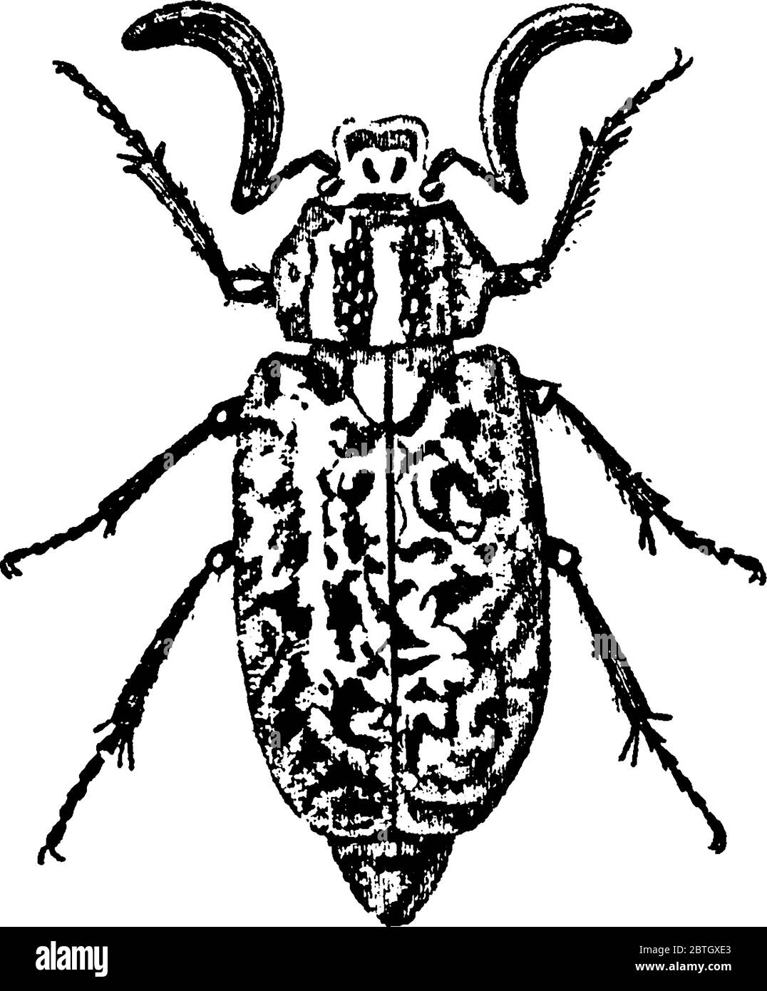 A European beetle in the family of dung beetles with curved and ...