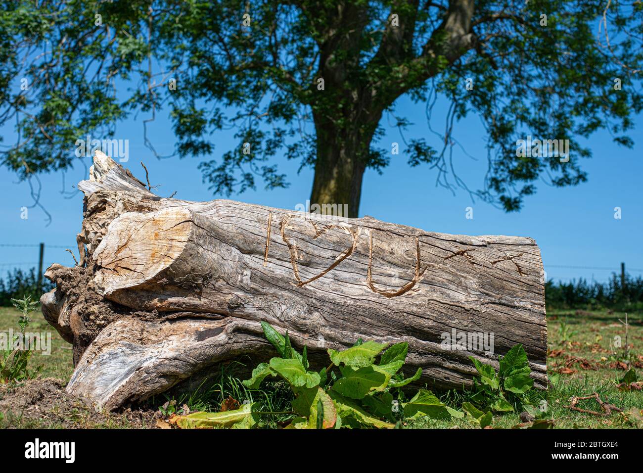 Old Rustic Tree Trunk Carved with the letters and a shape to spell out ...