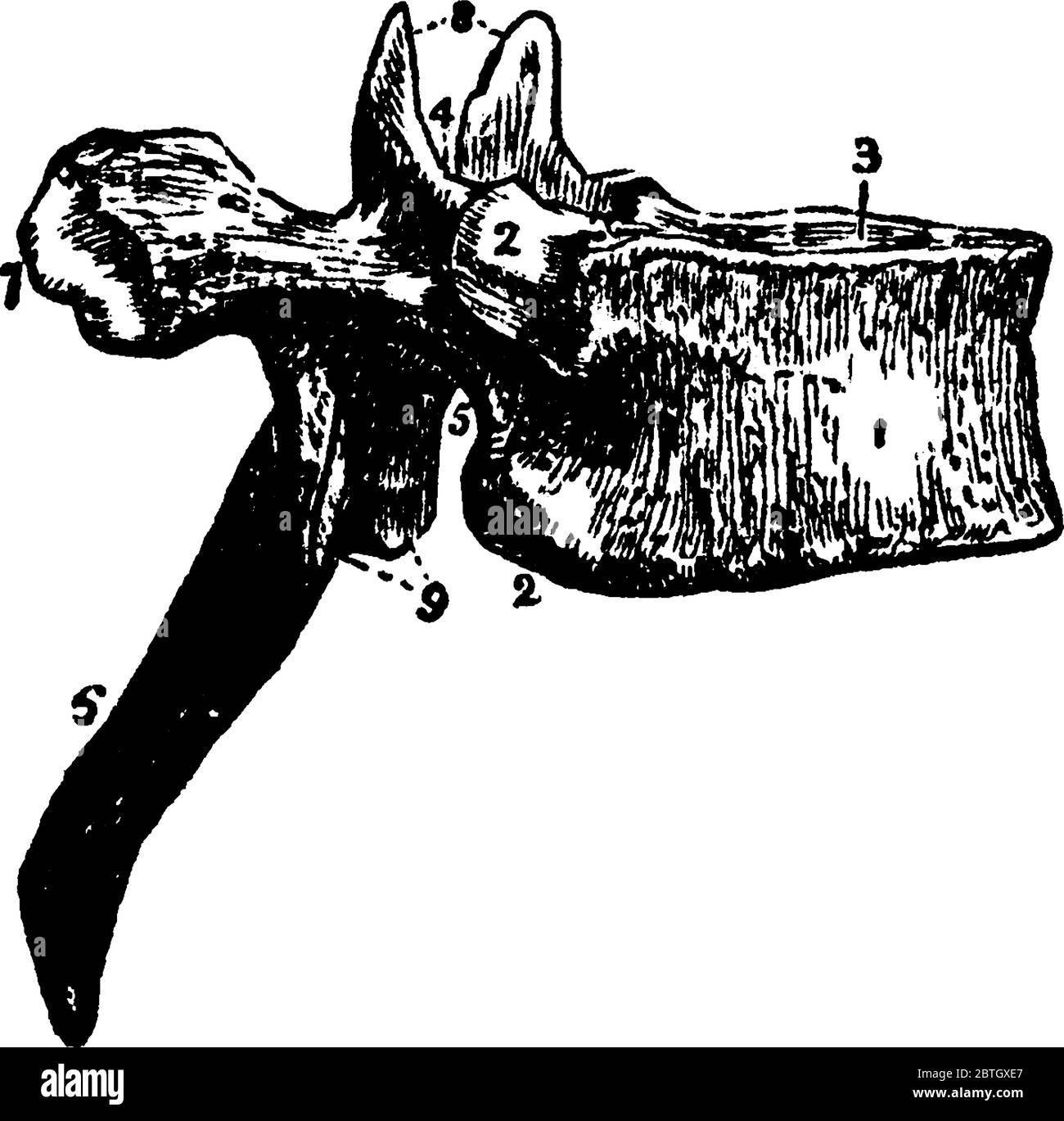 Column 33 Stock Vector Images - Alamy