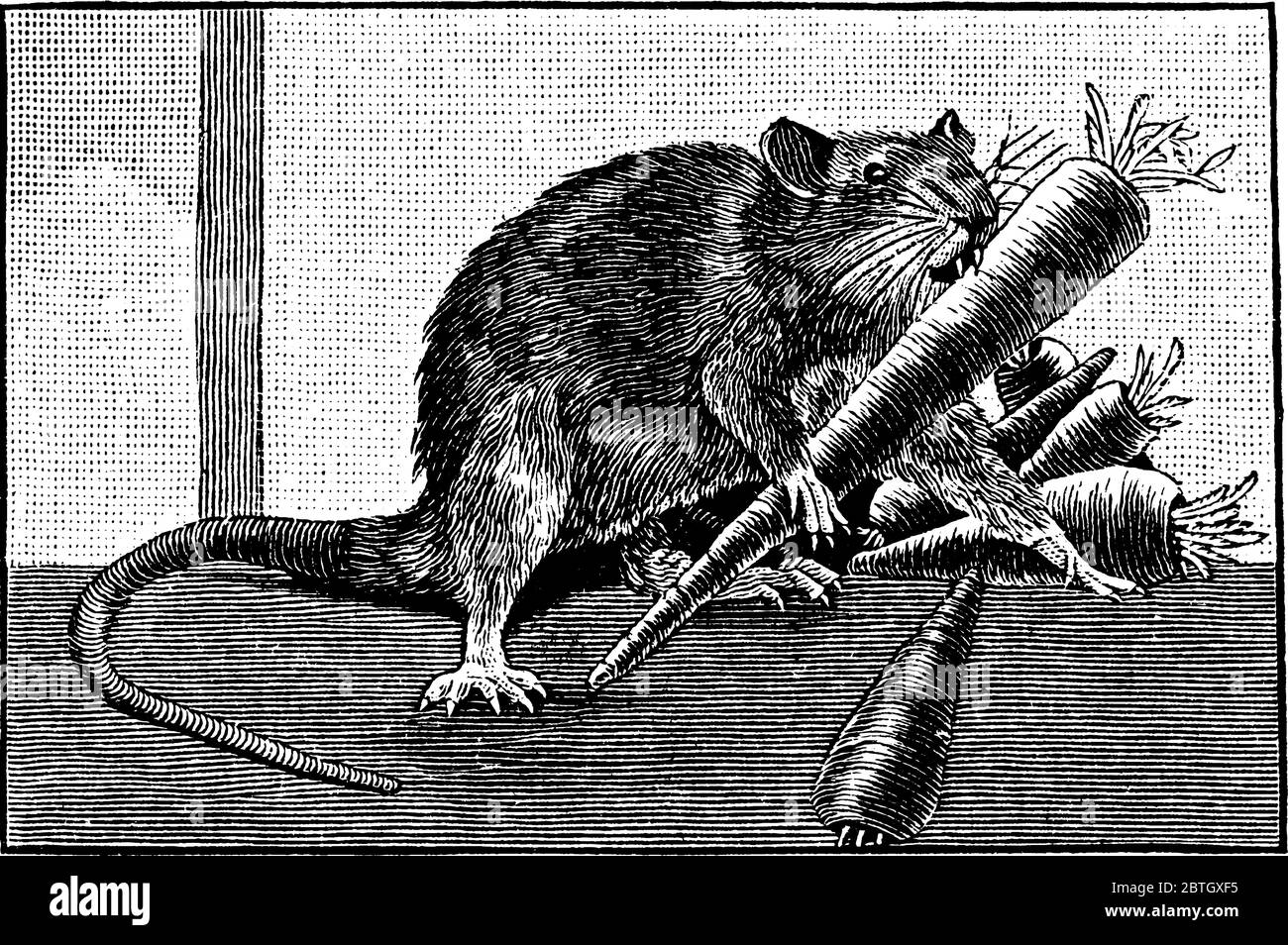 Brown rat is a small species of rodent eating carrot, vintage line ...