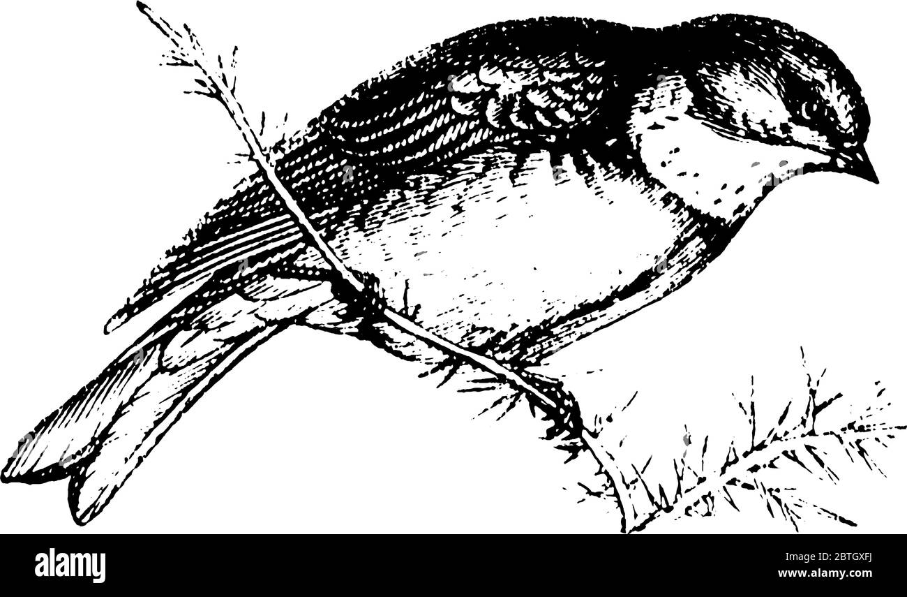 Feed primarily on hemp and linseed and fruits hi-res stock photography ...