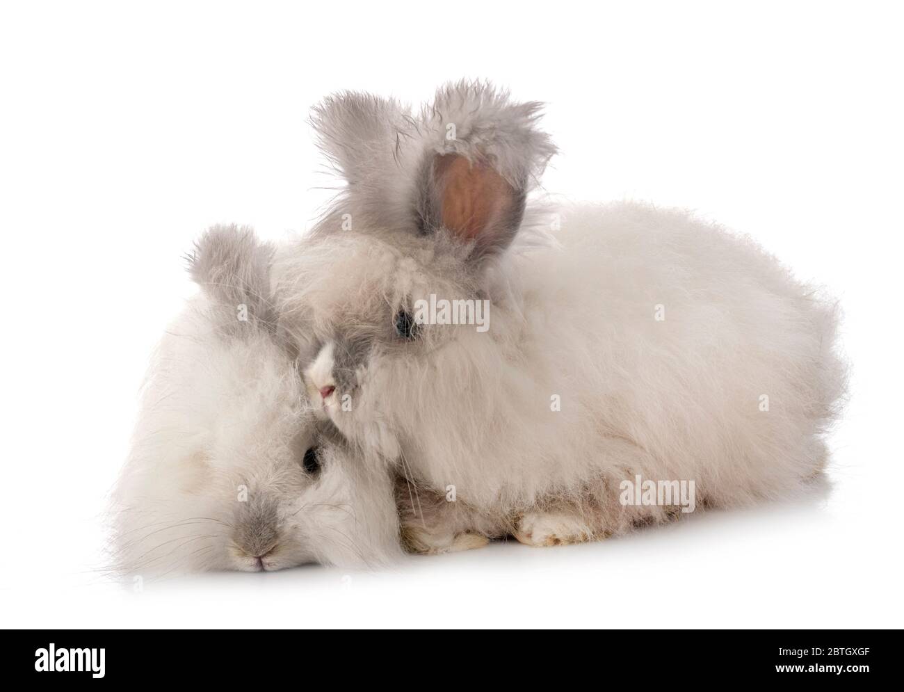 English Angoras in front of white background Stock Photo - Alamy