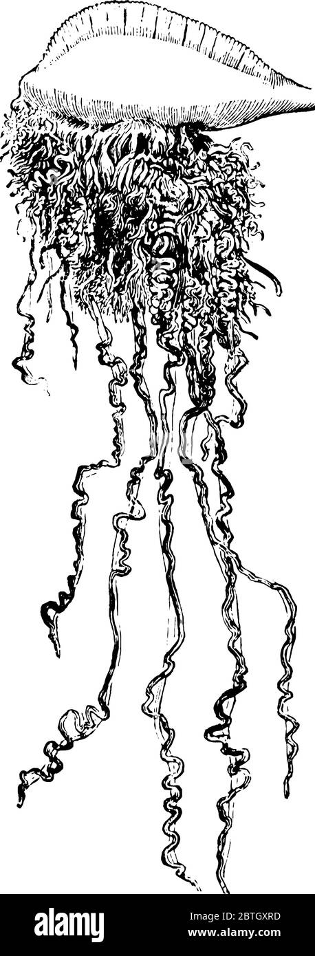 Line predator Stock Vector Images - Alamy