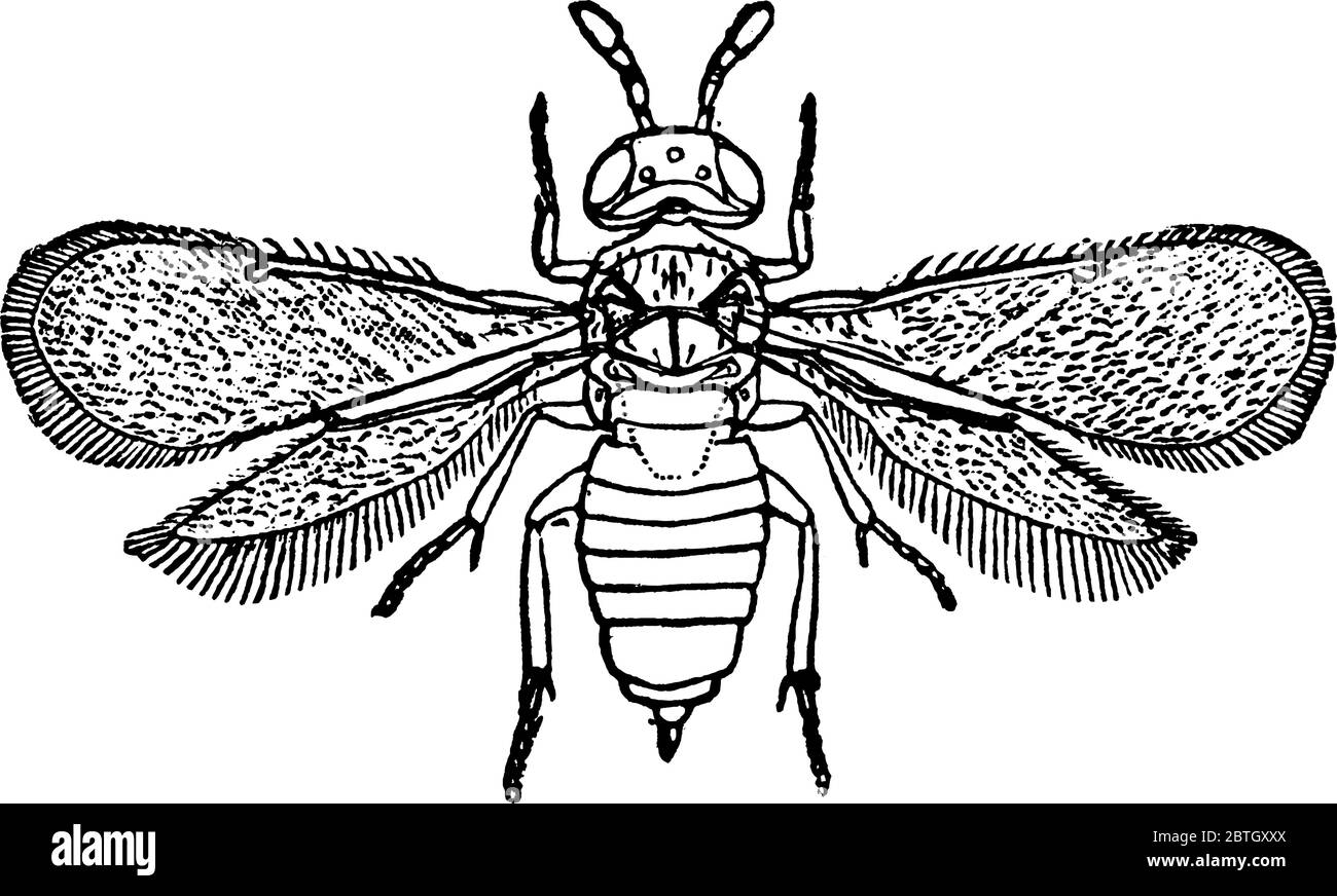 Aphelinus mytilaspidis, parasite on scale insects, with a 'U-shaped ...