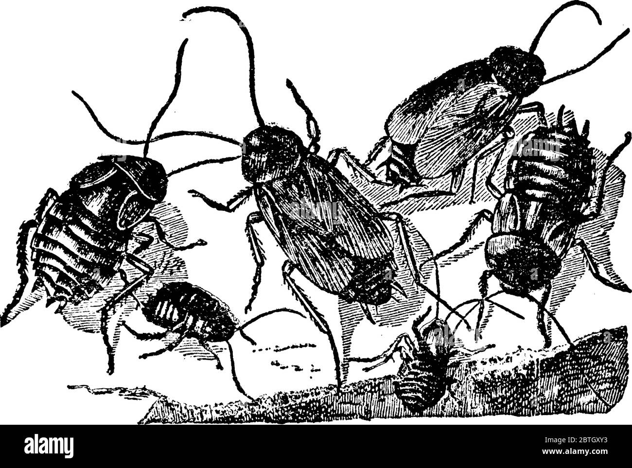 Male and female insects Stock Vector Images - Alamy