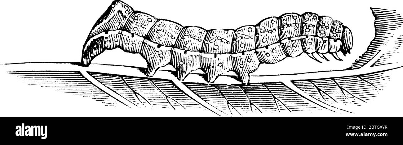 Crawling vines Stock Vector Images - Alamy