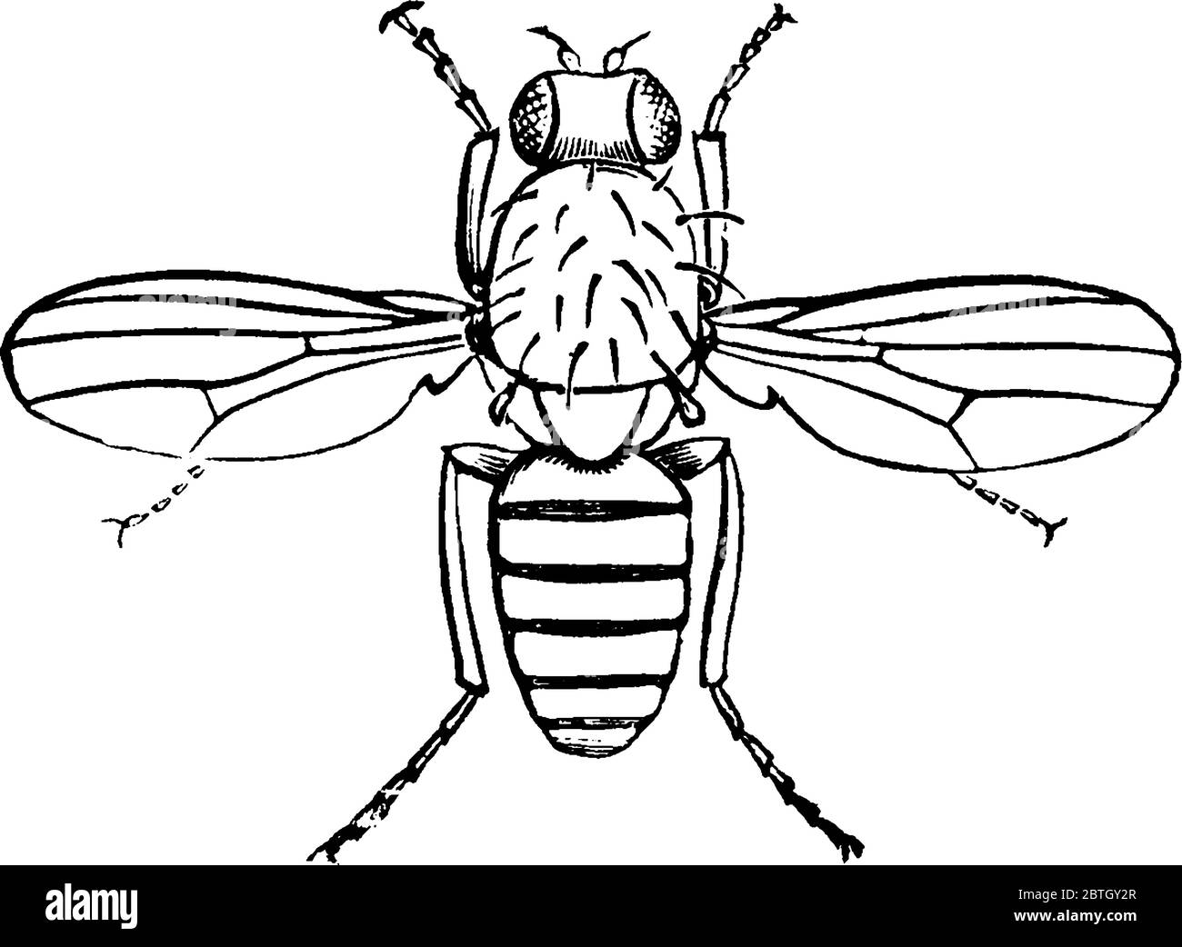 The adult of a pomace flies of the Drosophila species, less mottled and ...