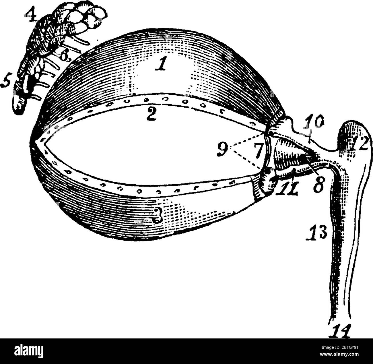 A typical representation of the eye muscles, with the parts, 1 ...