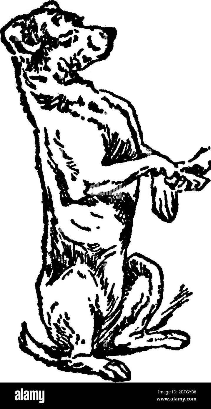 A typical representation of the dog in a begging gesture. Dogs are ...